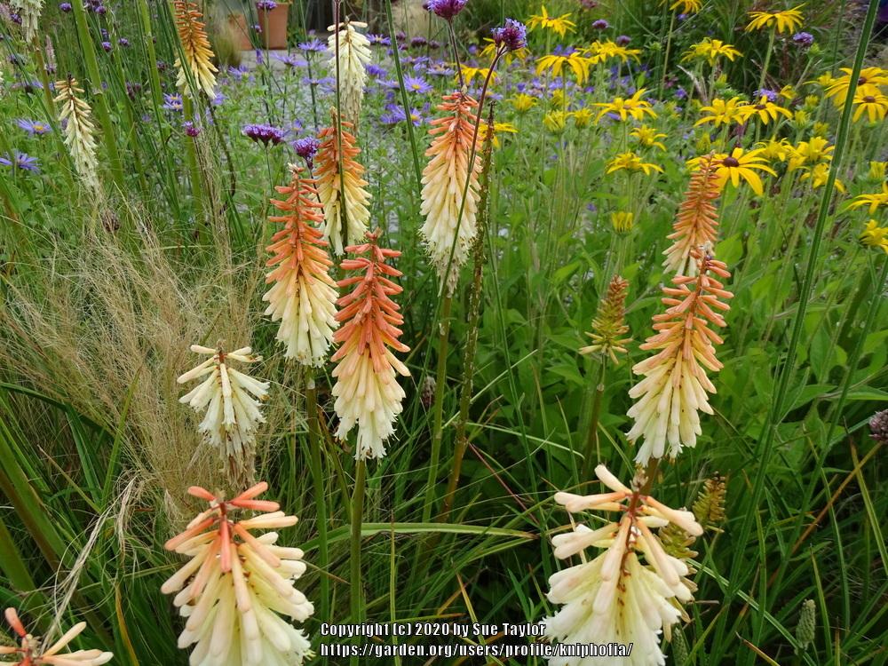 Tritoma (Kniphofia 'Toffee Nosed') in the Torch Lilies Database ...
