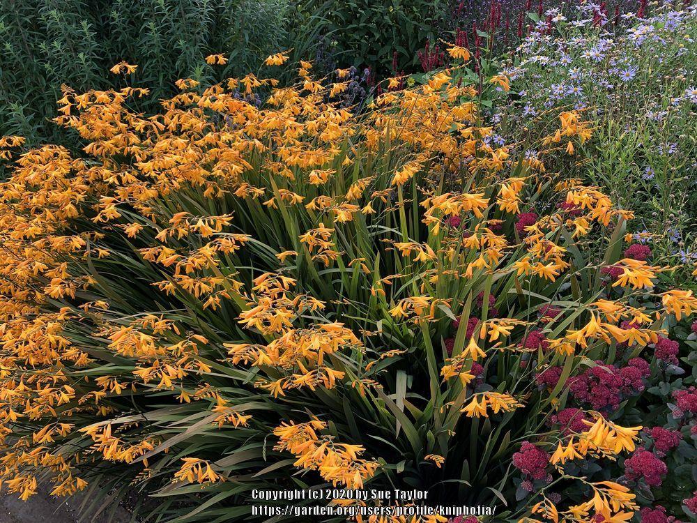 Crocosmias: Plant Care and Collection of Varieties - Garden.org