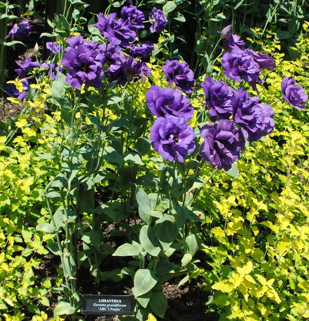 Prairie Gentian (Eustoma exaltatum subsp. russellianum 'ABC 3 Purple ...