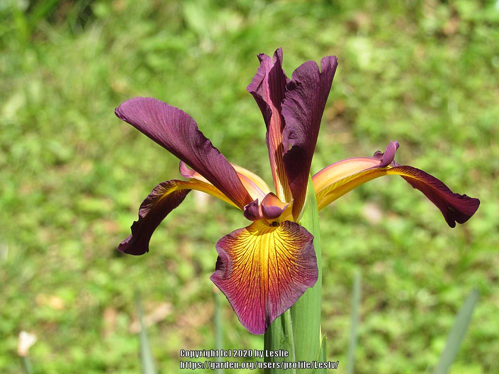Spuria Iris (Iris 'Hot Chili') in the Irises Database - Garden.org