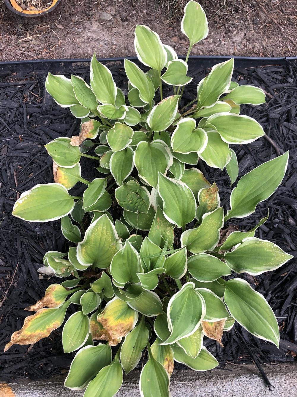 Hosta mottled/yellow/brown? in the Ask a Question forum - Garden.org