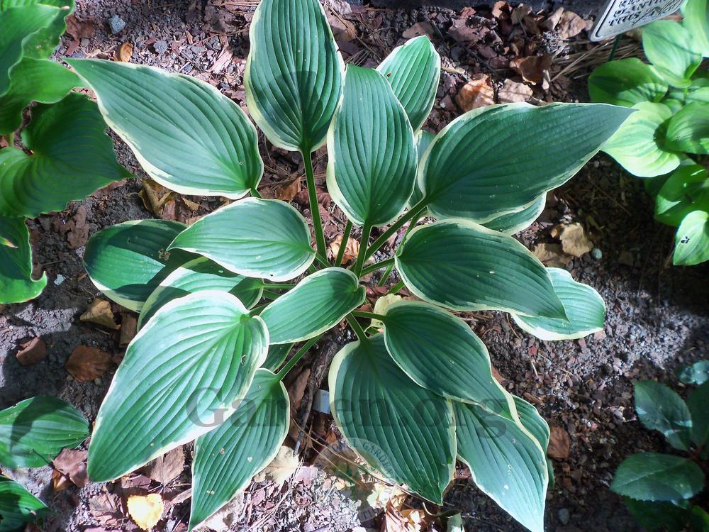 Hosta 'Yellow River' in the Hostas Database - Garden.org