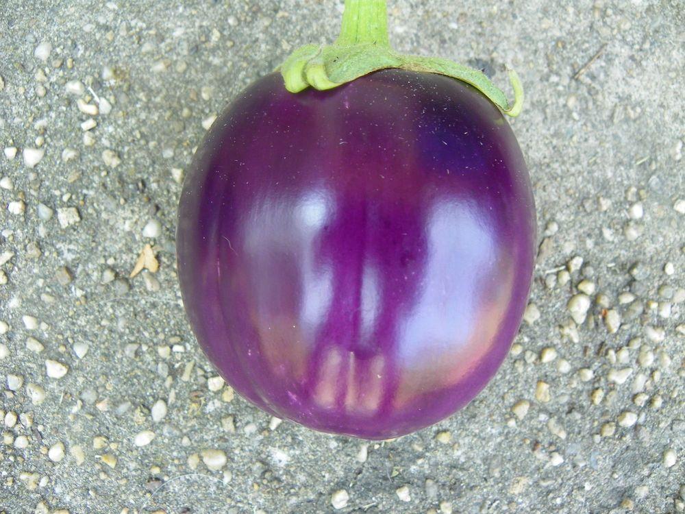 Eggplant (Solanum melongena 'Southern Pink') in the Eggplants Database ...