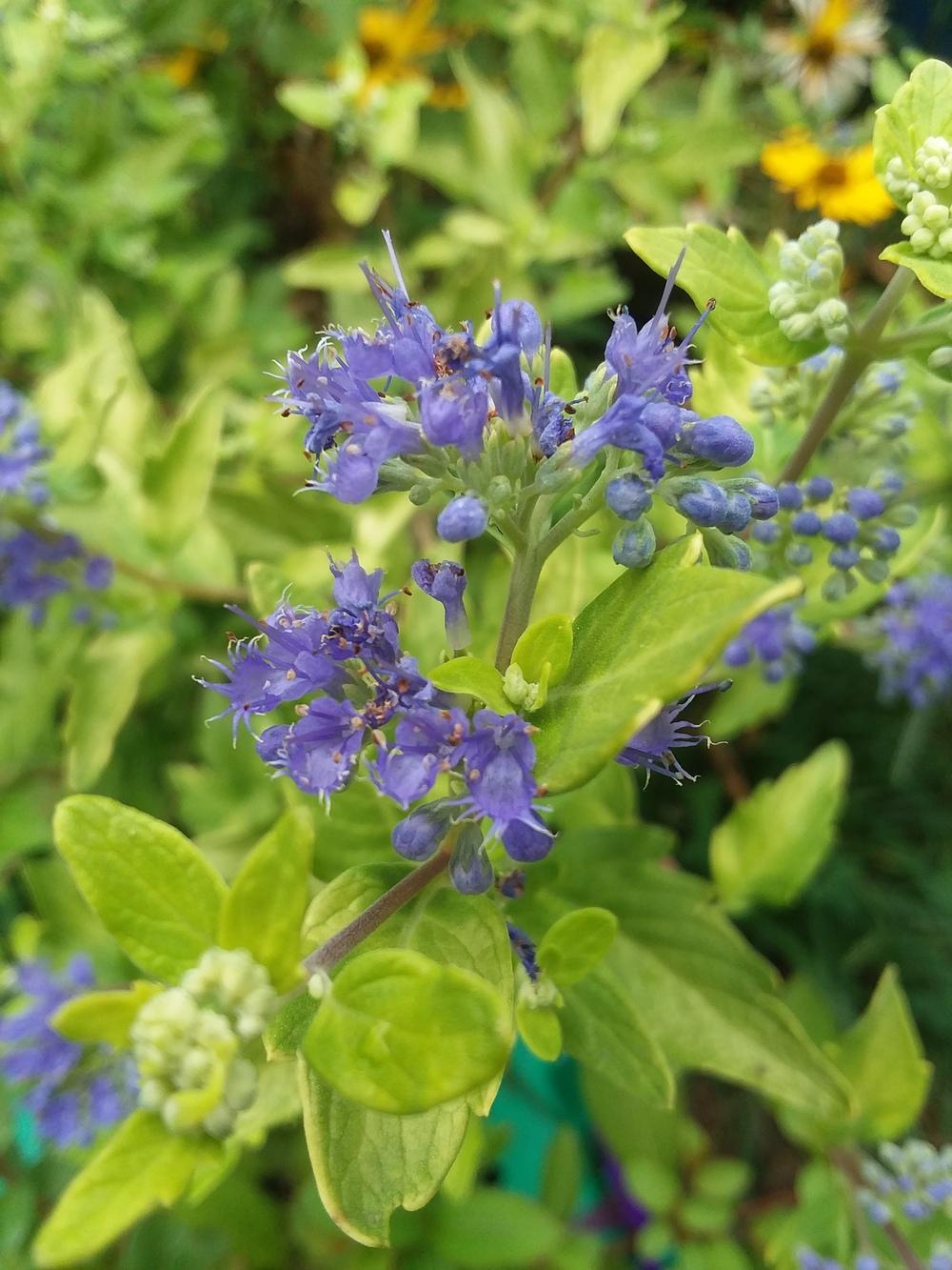 West Clandon Bluebeard (Caryopteris x clandonensis 'Gold Crest') in the ...