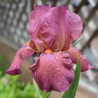 Photo of the bloom of Tall Bearded Iris (Iris 'Lady Friend') posted by ...