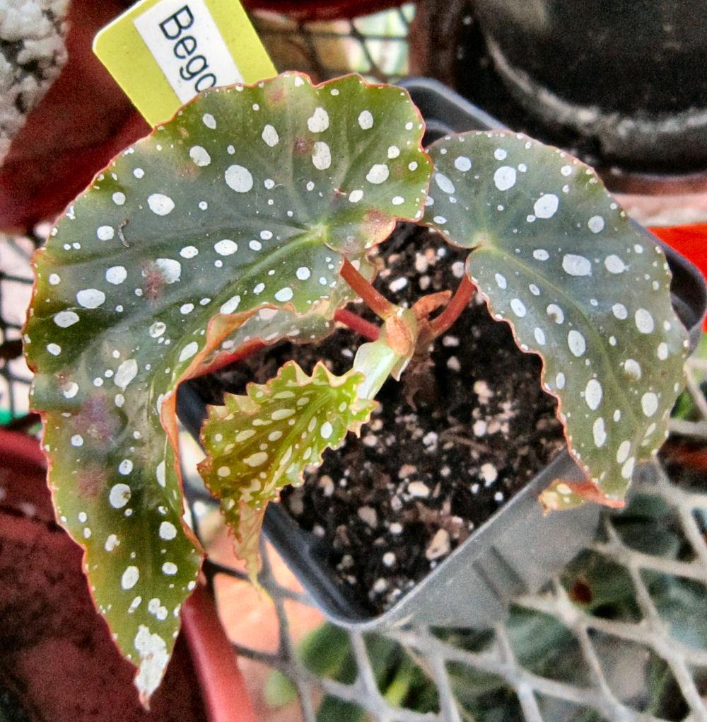 Begonia 'Ice Storm' in the Begonias Database - Garden.org