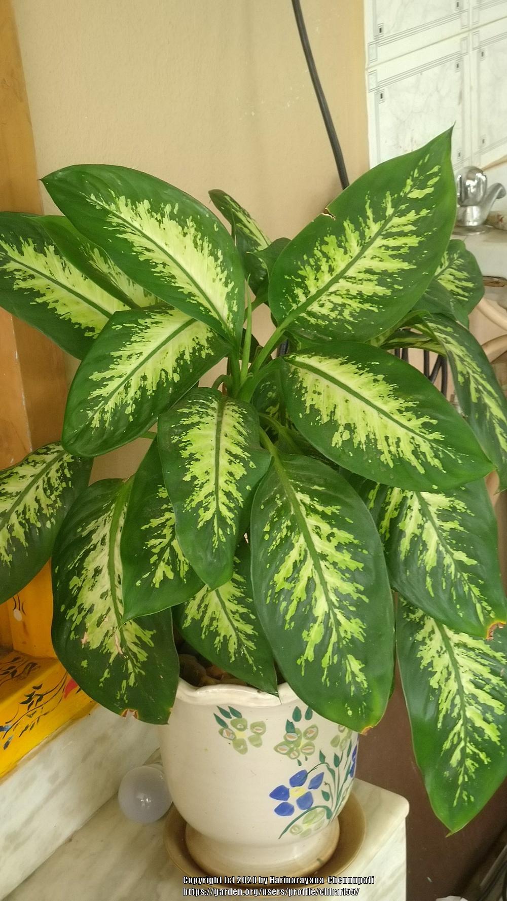 Dieffenbachias: Plant Care and Collection of Varieties - Garden.org