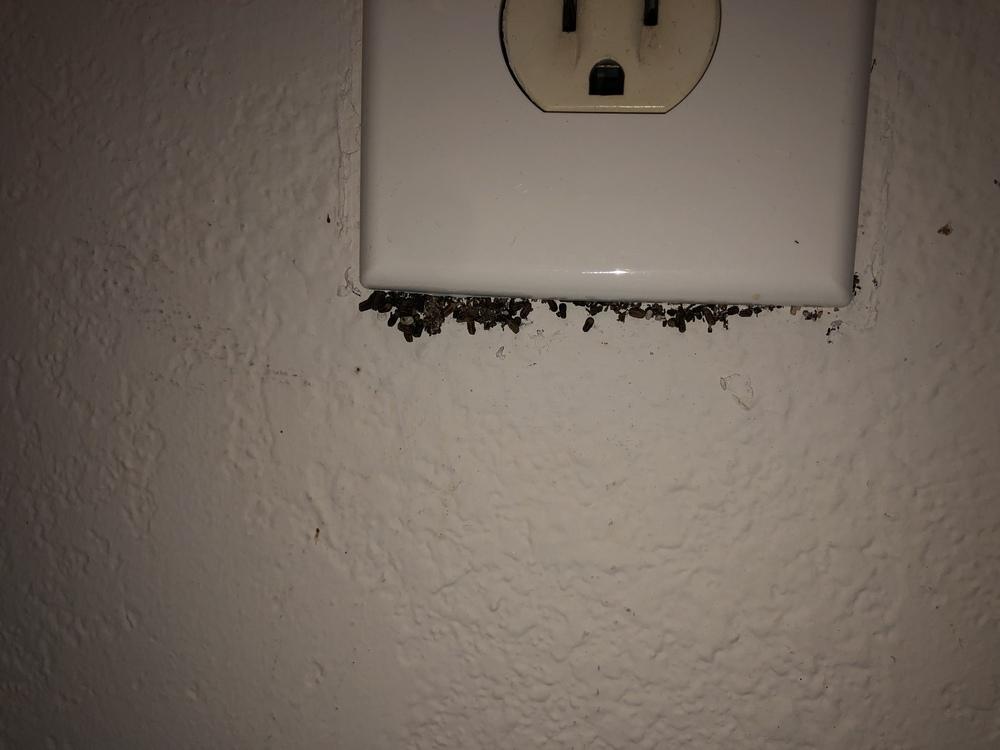 Help identifying bug in outlet. in the Insect and Bug ID forum - Garden.org