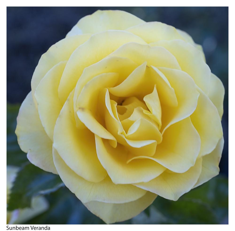 Rose (Rosa 'Sunbeam Flower Circus') in the Roses Database - Garden.org