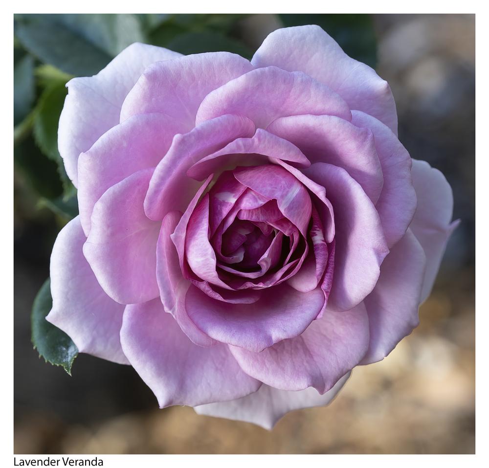 Photo of the bloom of Rose (Rosa 'Lavender Flower Circus') posted by ...