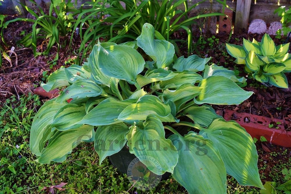 Photo of the entire plant of Hosta 'Guardian Angel' posted by ...
