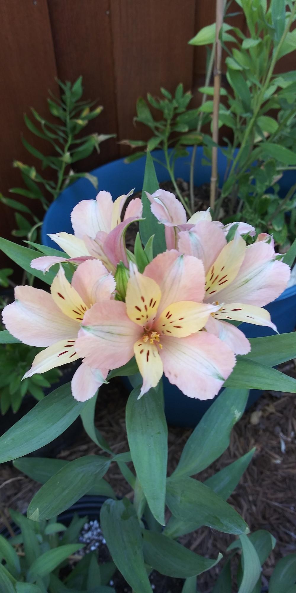 Photo of the bloom of Peruvian Lily (Alstroemeria Inca Ice™) posted by ...