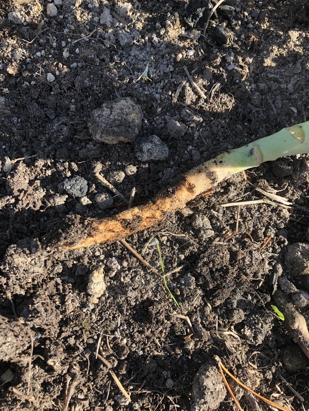 I have root rot happening to my broccoli plants in the Ask a Question ...