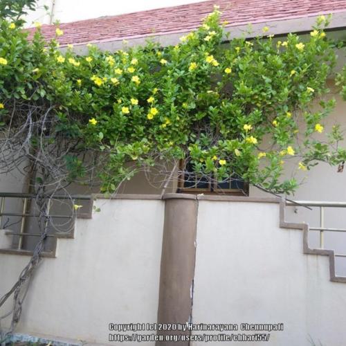 Wild Allamanda (Pentalinon luteum) - Garden.org