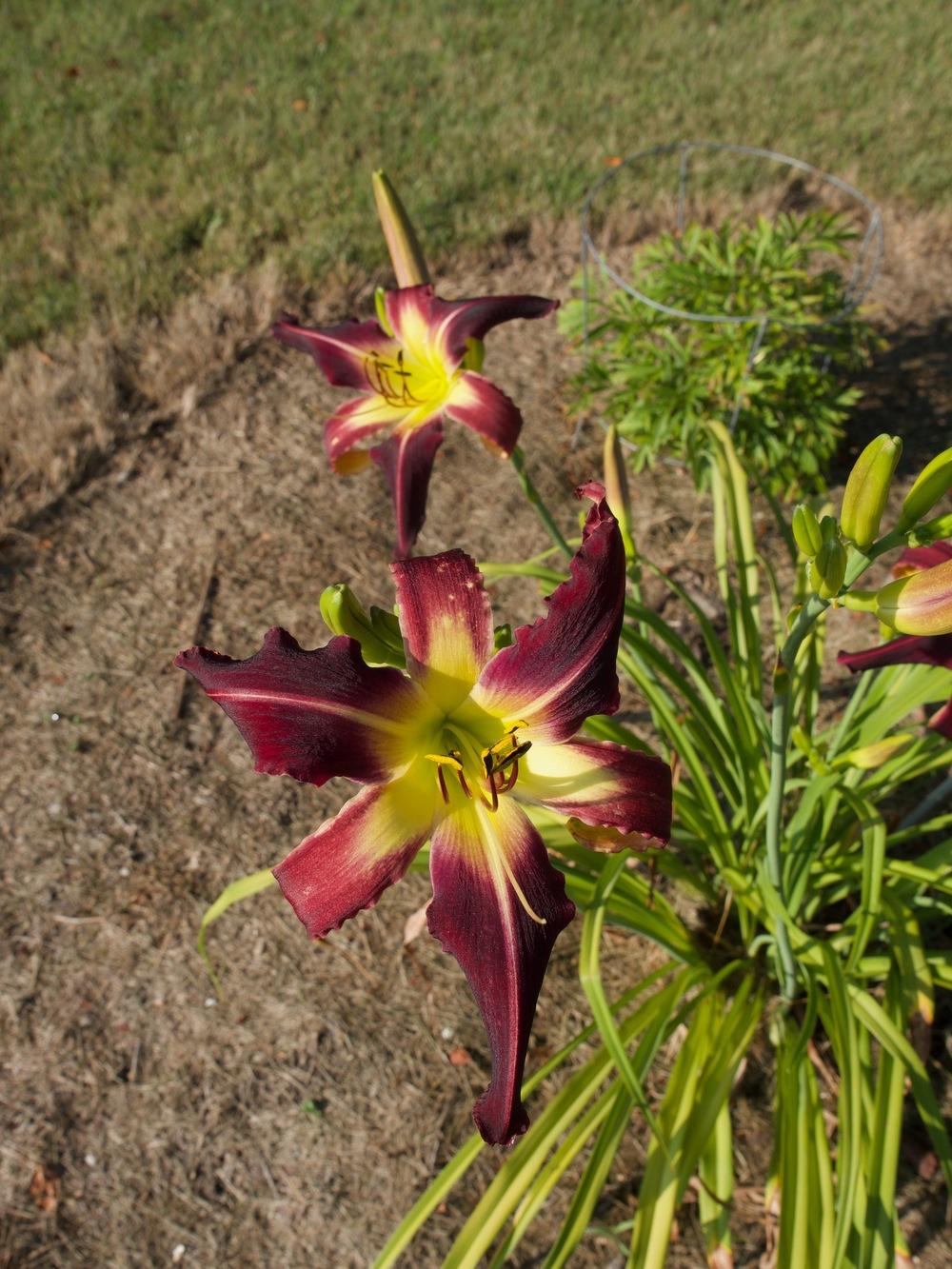Tall Daylily Blooms and Clumps, 2020 in the Daylilies forum - Garden.org