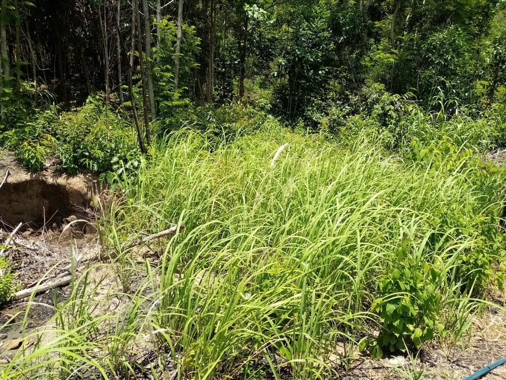 Invasive Weed/Grass Identifying [1] in the Plant ID forum - Garden.org