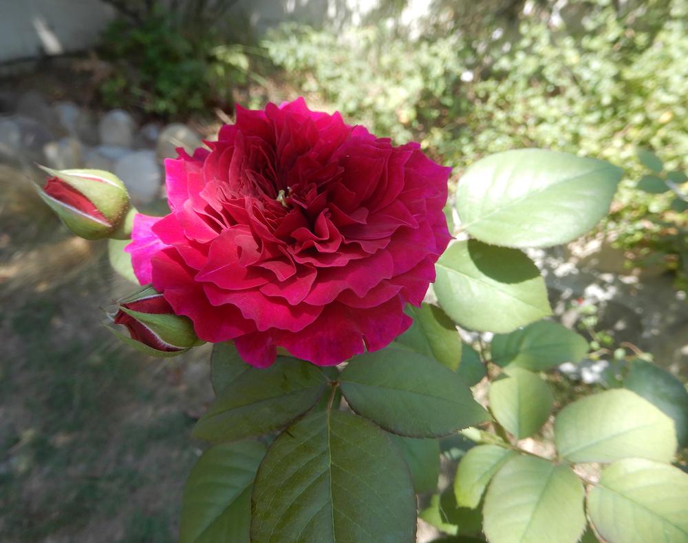 'Prospero' In A Heatwave in the Roses forum - Garden.org