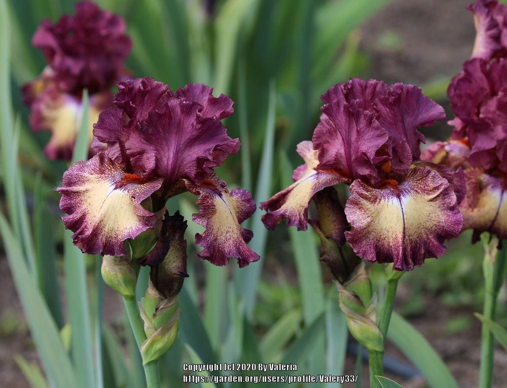 Photo of the bloom of Tall Bearded Iris (Iris 'Raspberry Fudge') posted ...