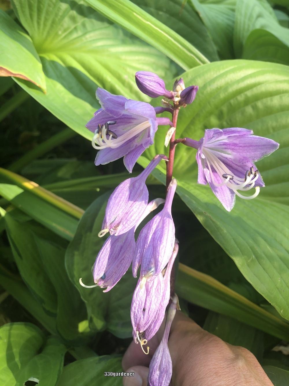 Hosta 'Volcano Island' in the Hostas Database - Garden.org
