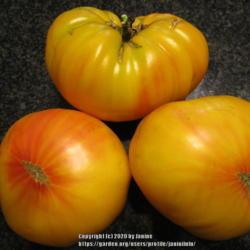 How to Grow and Care for Tomatoes - Garden.org