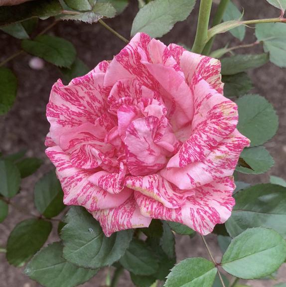 Labor Day Parade in the Roses forum - Garden.org