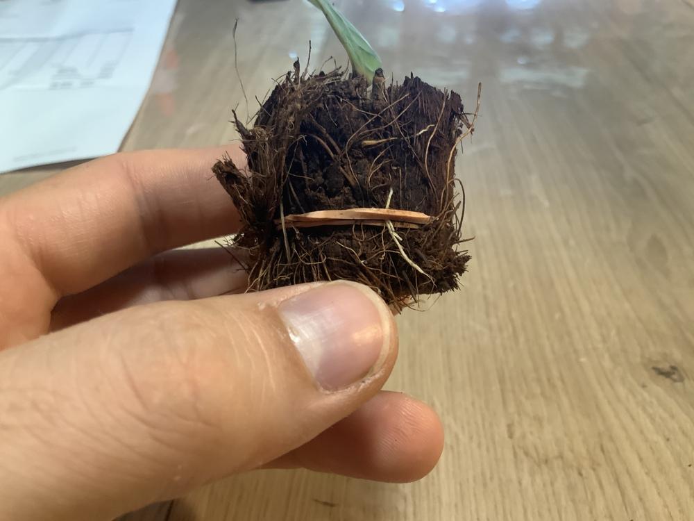 Hoya cuttings in coco husk propagation disk in the Hoyas forum - Garden.org