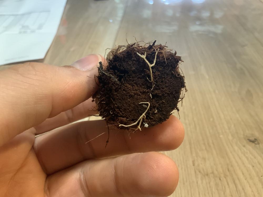 Hoya cuttings in coco husk propagation disk in the Hoyas forum - Garden.org