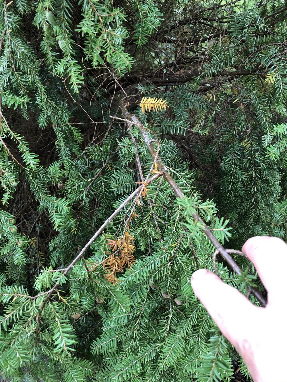 Hemlock - Yellow Needles in the Ask a Question forum - Garden.org