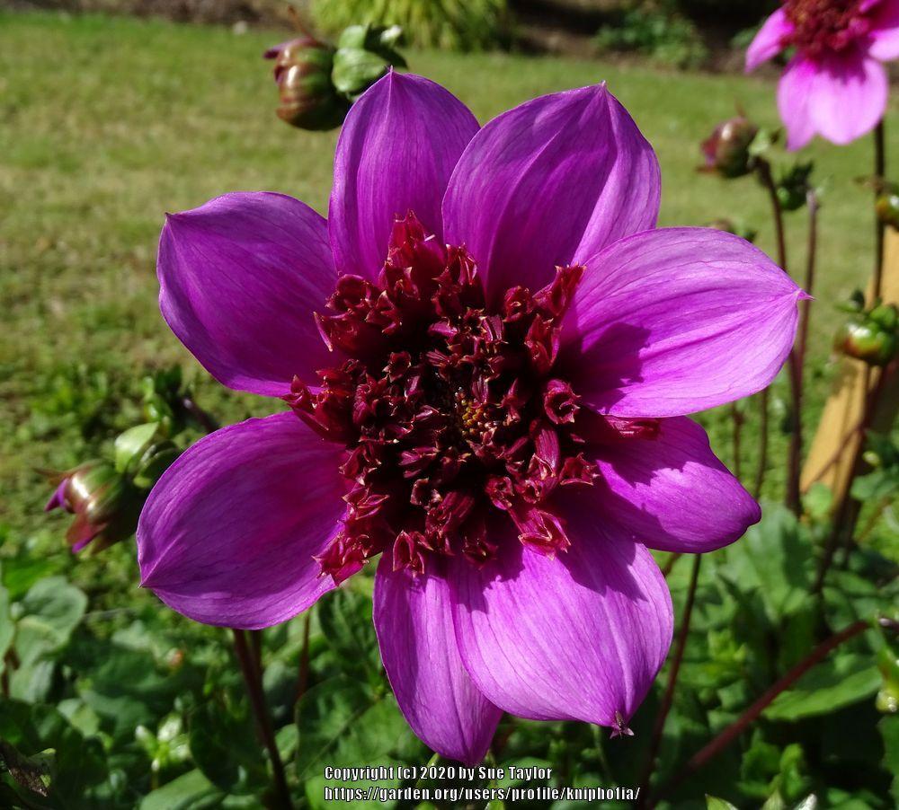 Photo of the bloom of Dahlia 'Blue Bayou' posted by kniphofia - Garden.org