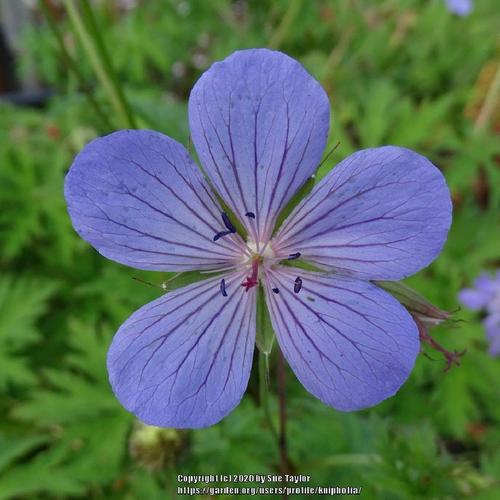 Hardy Geranium (Geranium 'Blue Cloud') in the Geraniums Database ...