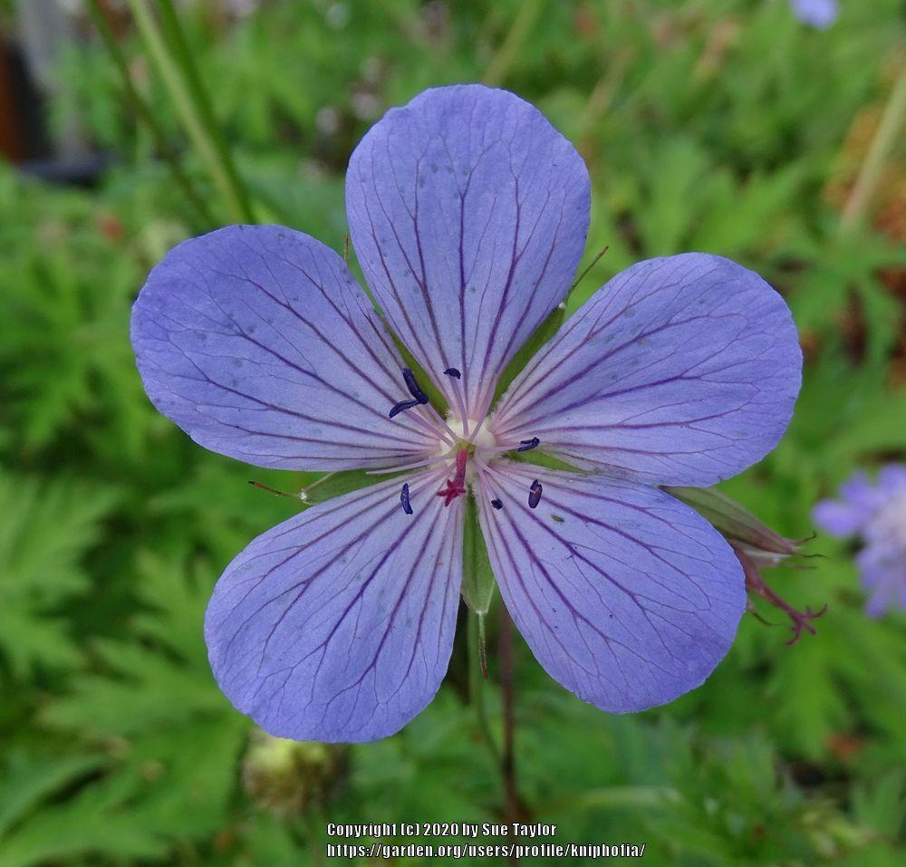 Hardy Geranium (Geranium 'Blue Cloud') in the Geraniums Database ...