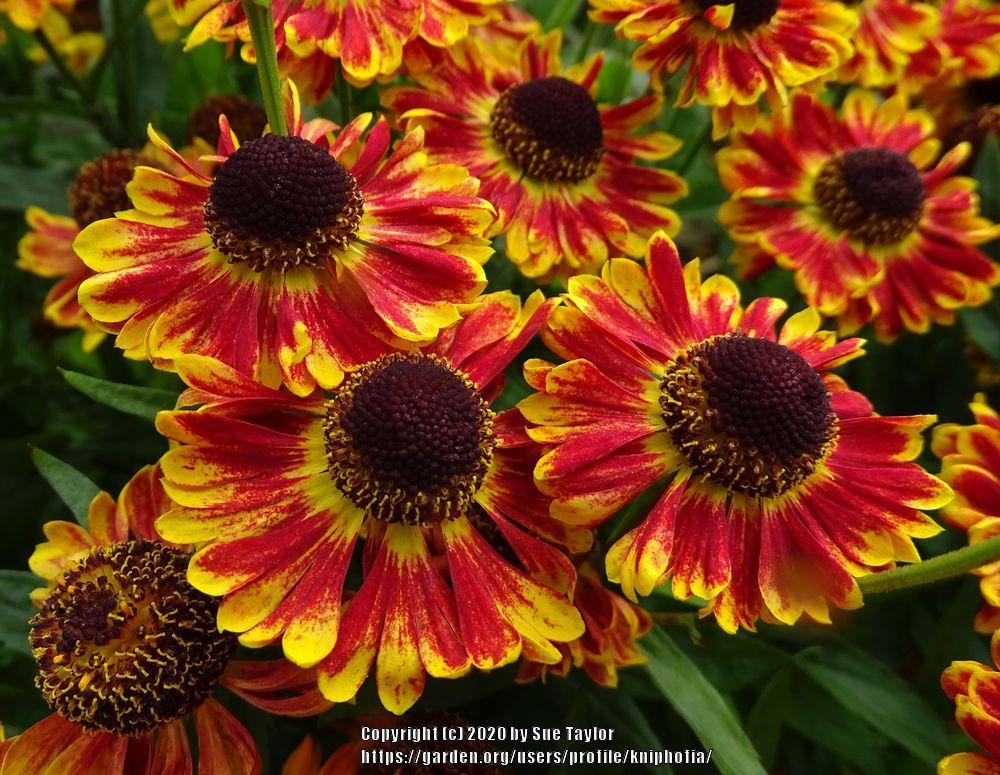 Photo of the bloom of Sneezeweed (Helenium autumnale Mariachi™ Bandera ...