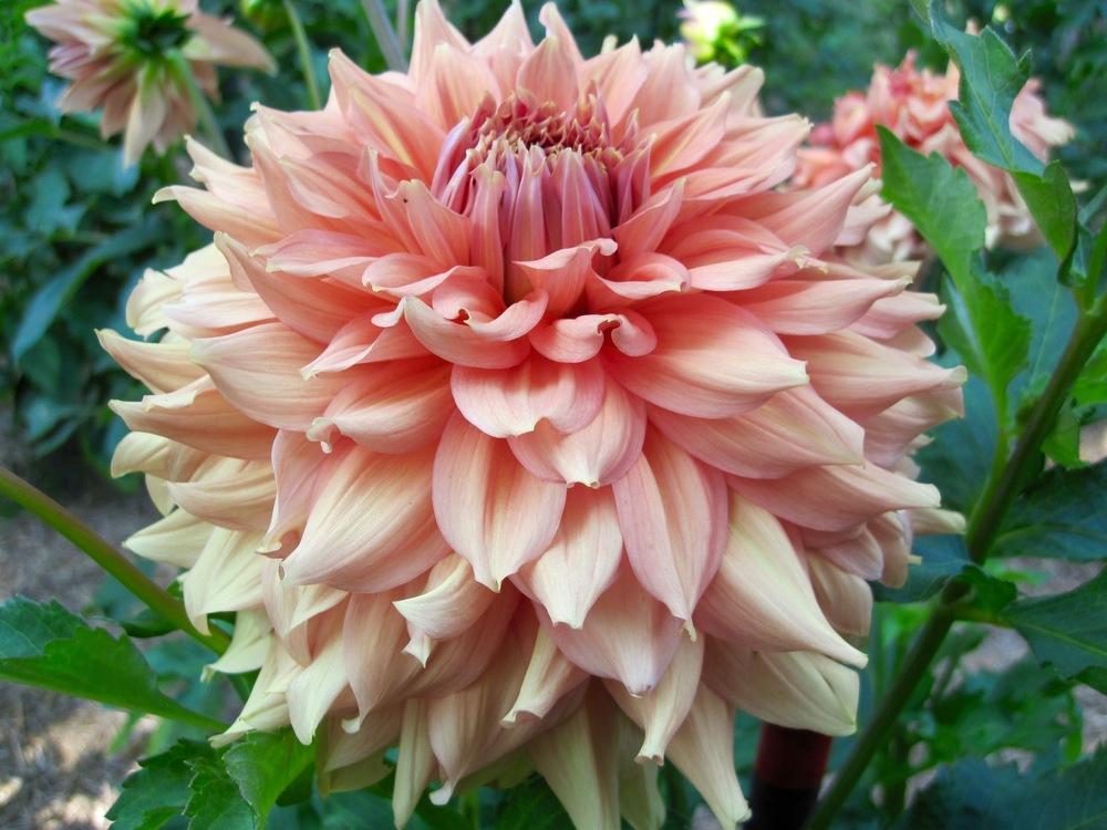 Dahlia 'Fairway Spur' in the Dahlias Database - Garden.org