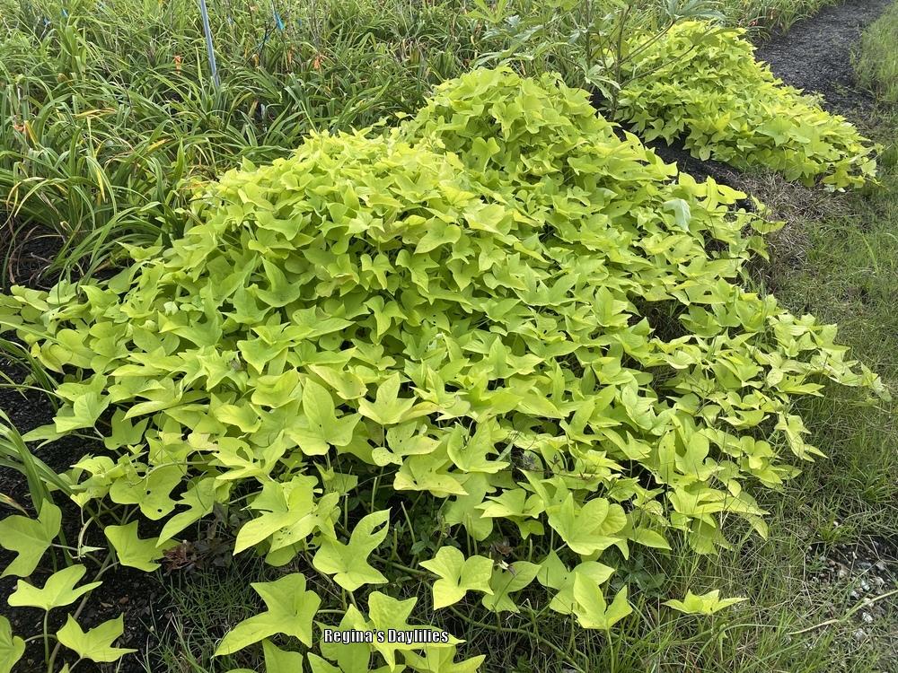 potato vines in Harvesting Potatoes from Ornamental Sweet Potato Vines ...