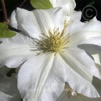 Clematis 'Toki' in the Clematis Database - Garden.org