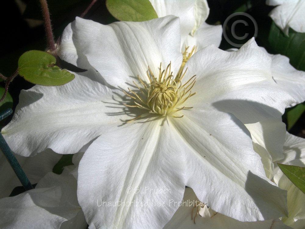 Clematis 'Toki' in the Clematis Database - Garden.org