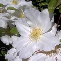 Clematis 'Toki' in the Clematis Database - Garden.org