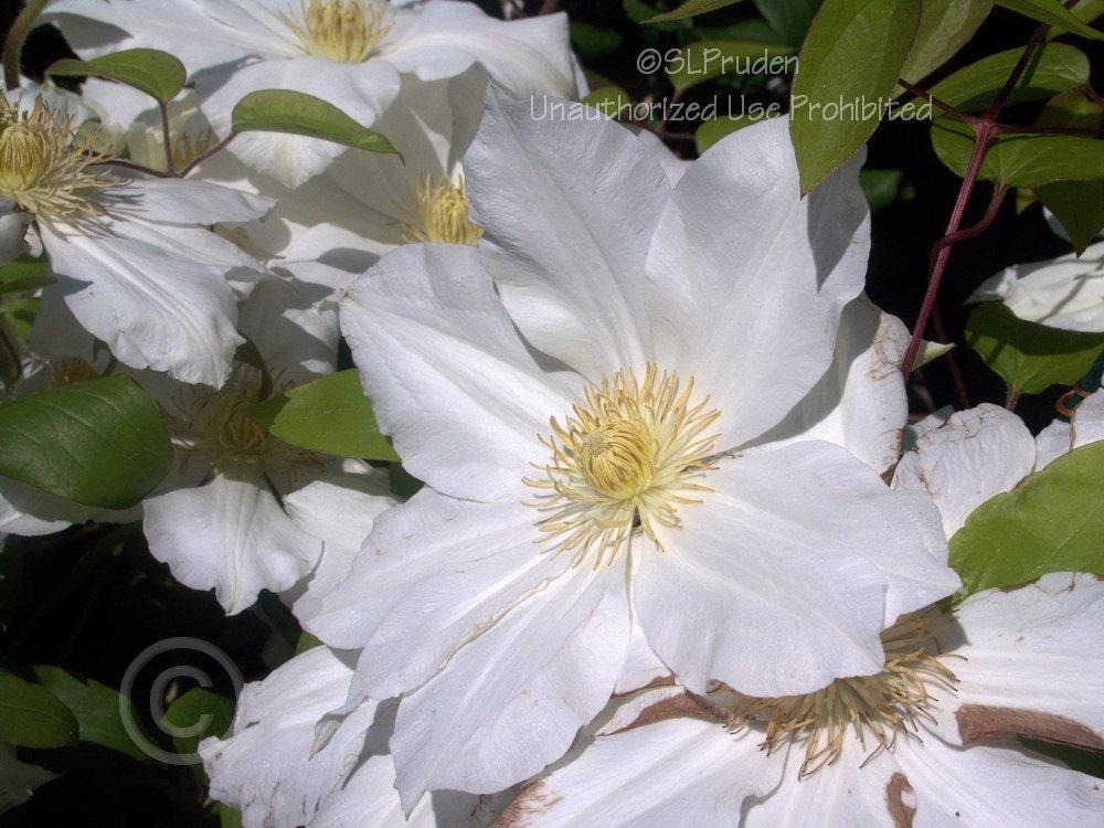 Photo of the bloom of Clematis 'Toki' posted by DaylilySLP - Garden.org