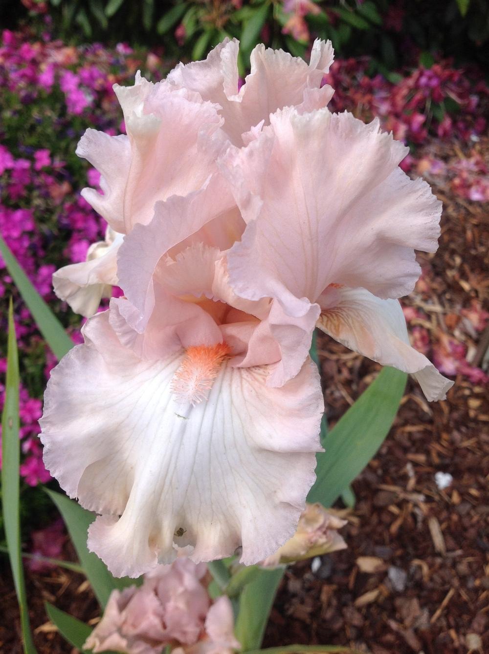 Border Bearded Iris (Iris 'Radiant Pink') in the Irises Database ...