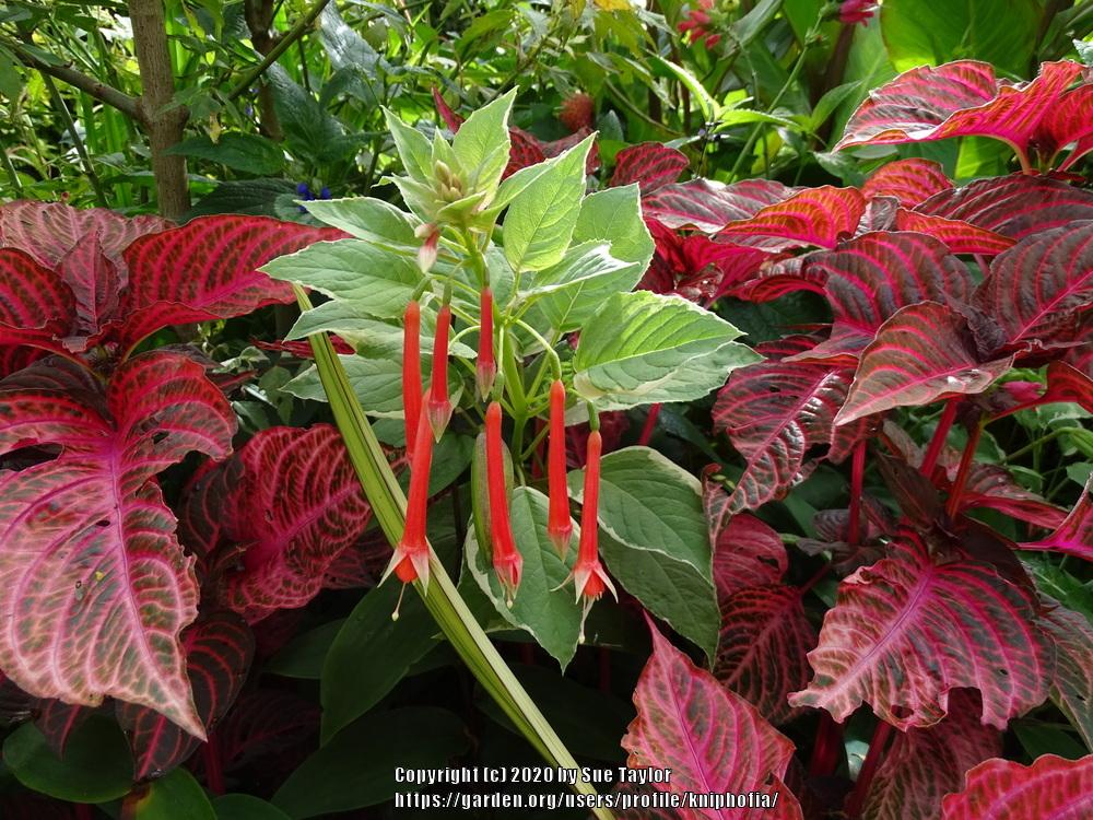 Photo of the bloom of Brilliant Fuchsia (Fuchsia fulgens 'Variegata ...