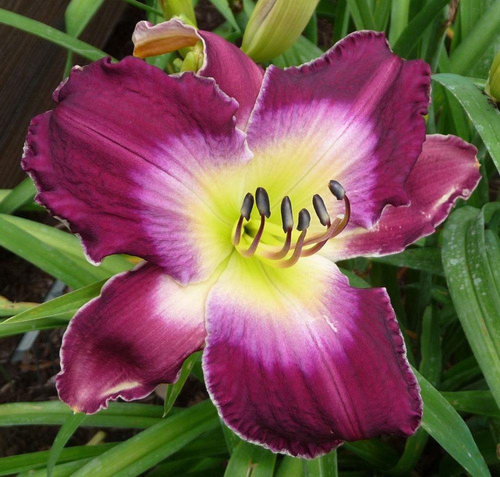 Michael Bennett or Jamie Dockery? in the Daylilies forum - Garden.org