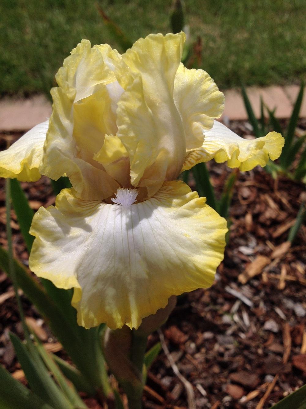 Intermediate Bearded Iris (Iris 'Sugar Moon') in the Irises Database ...
