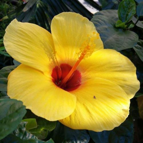 Tropical Hibiscus (Hibiscus rosa-sinensis 'Gelia Castillo') in the ...