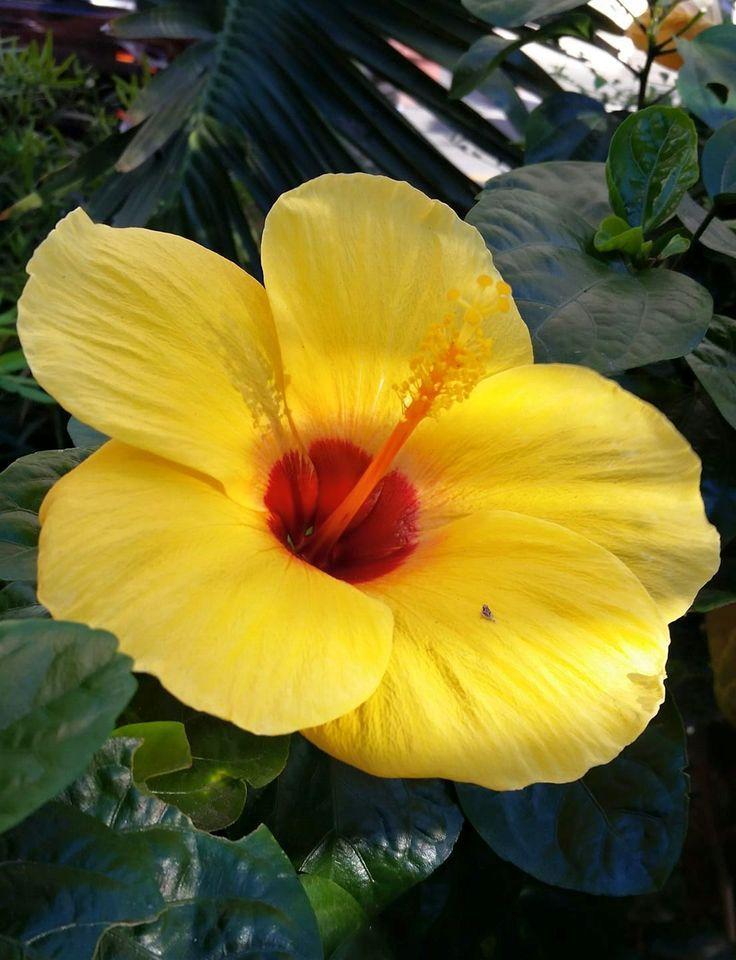 Tropical Hibiscus (Hibiscus rosa-sinensis 'Gelia Castillo') in the ...
