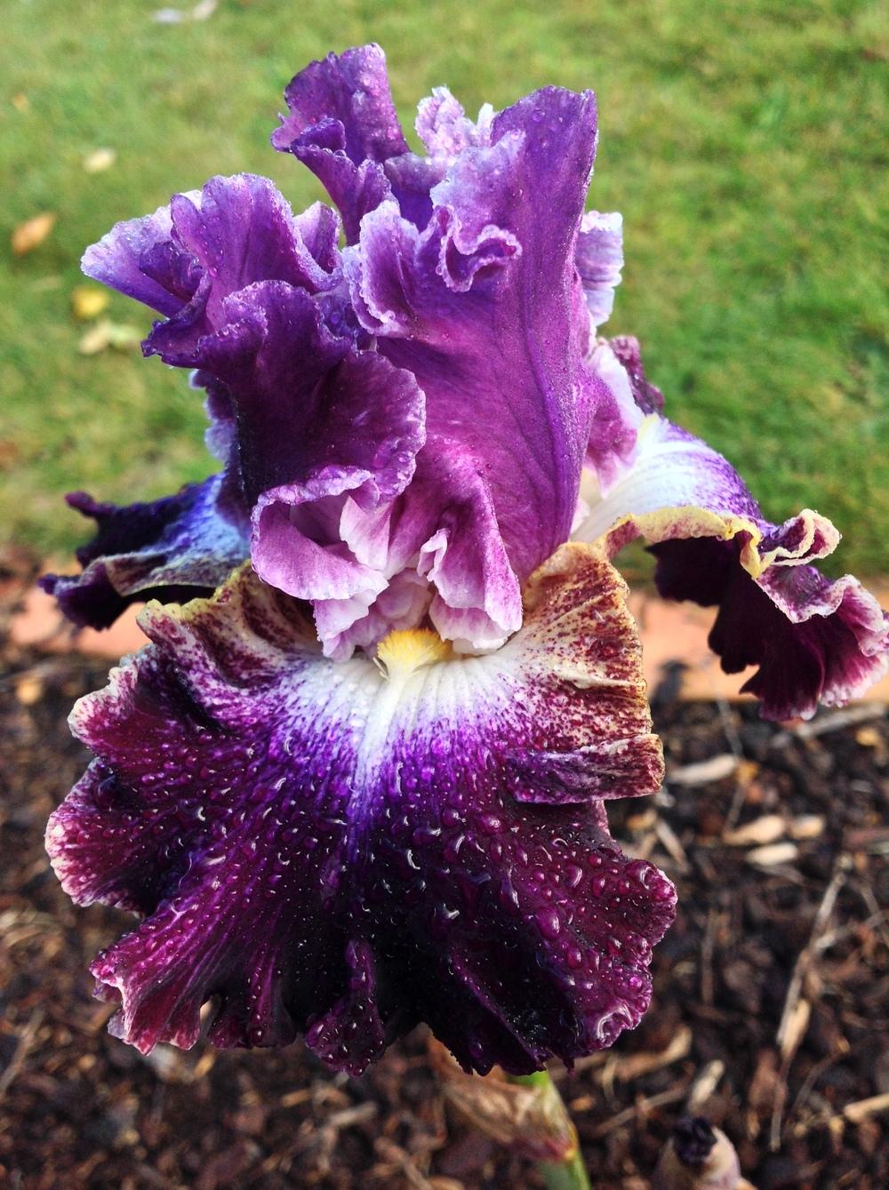 Photo of the bloom of Tall Bearded Iris (Iris 'Double Click') posted by ...