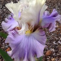 Photo of the bloom of Tall Bearded Iris (Iris 'Enchanted Way') posted ...