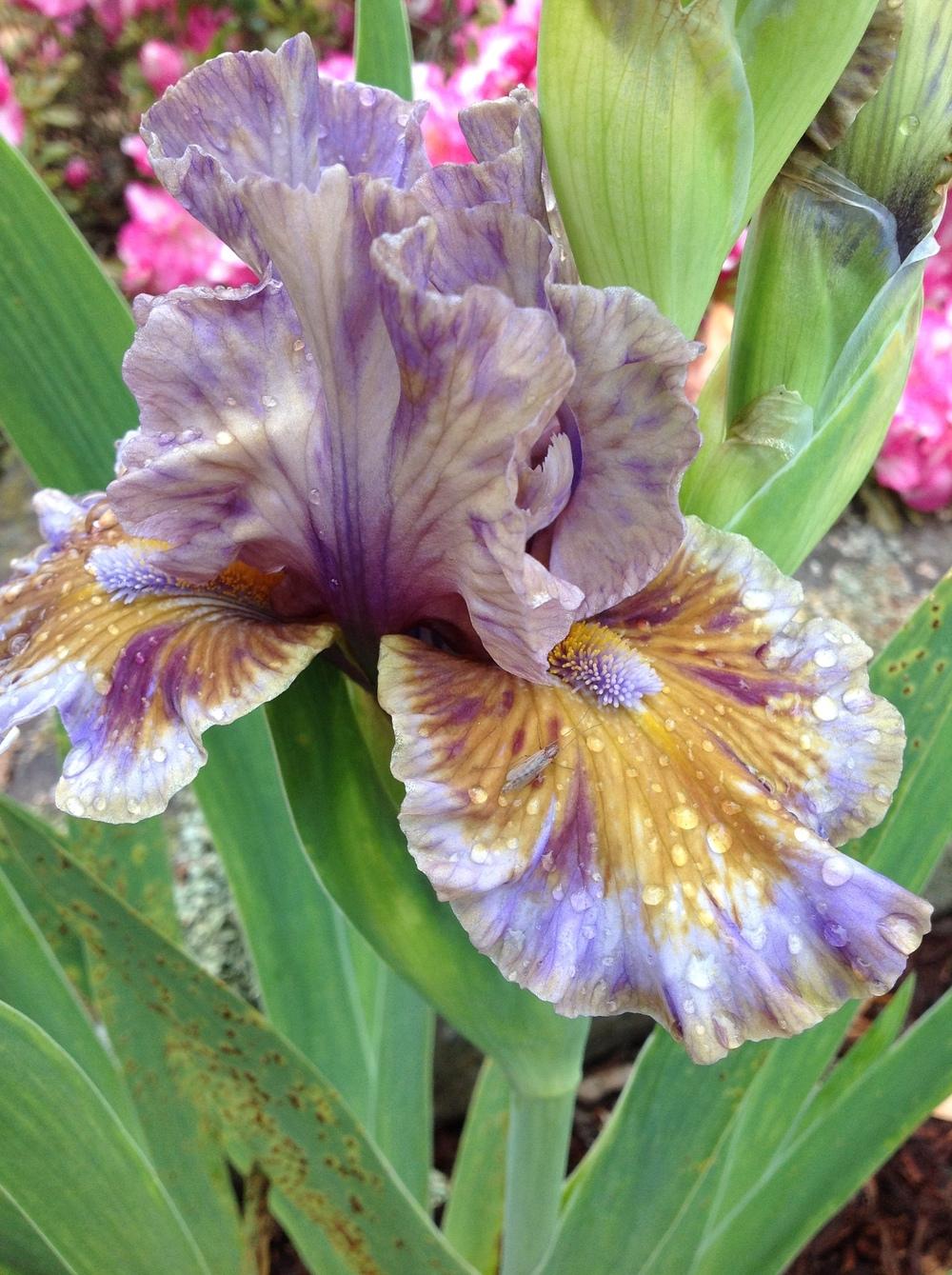 Intermediate Bearded Iris (Iris 'Edgy') in the Irises Database - Garden.org