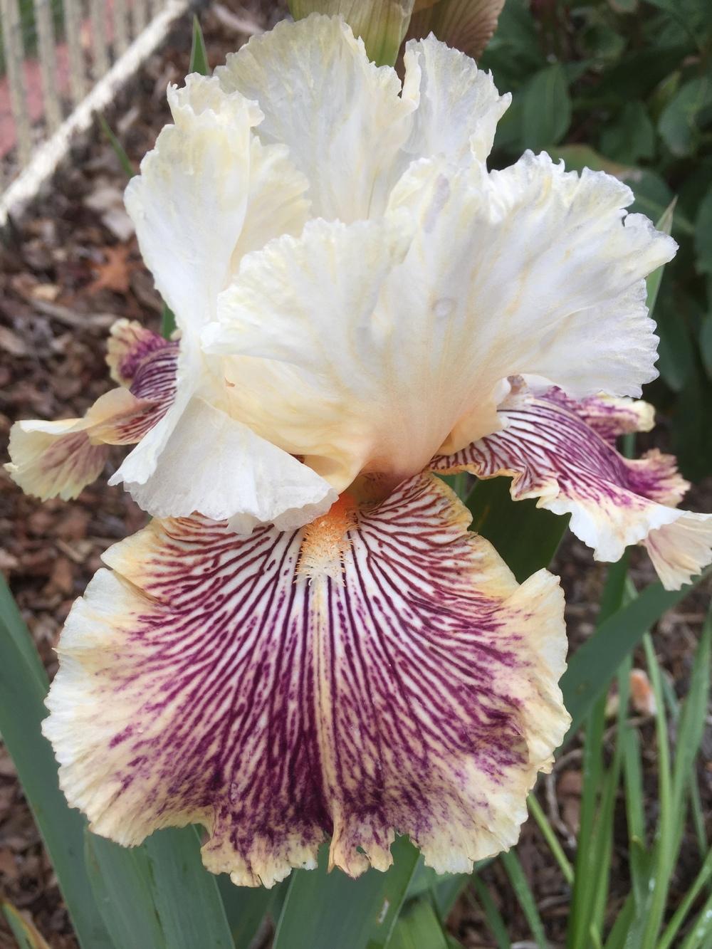 Photo of the bloom of Tall Bearded Iris (Iris 'Candy Cane Cutie ...