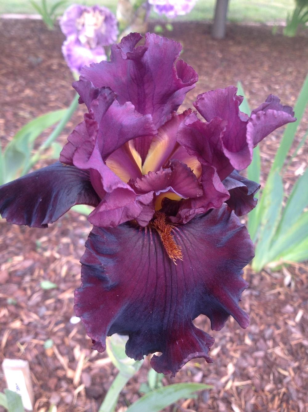 Photo of the bloom of Tall Bearded Iris (Iris 'Foreigner') posted by ElleBeesIrisWorld - Garden.org