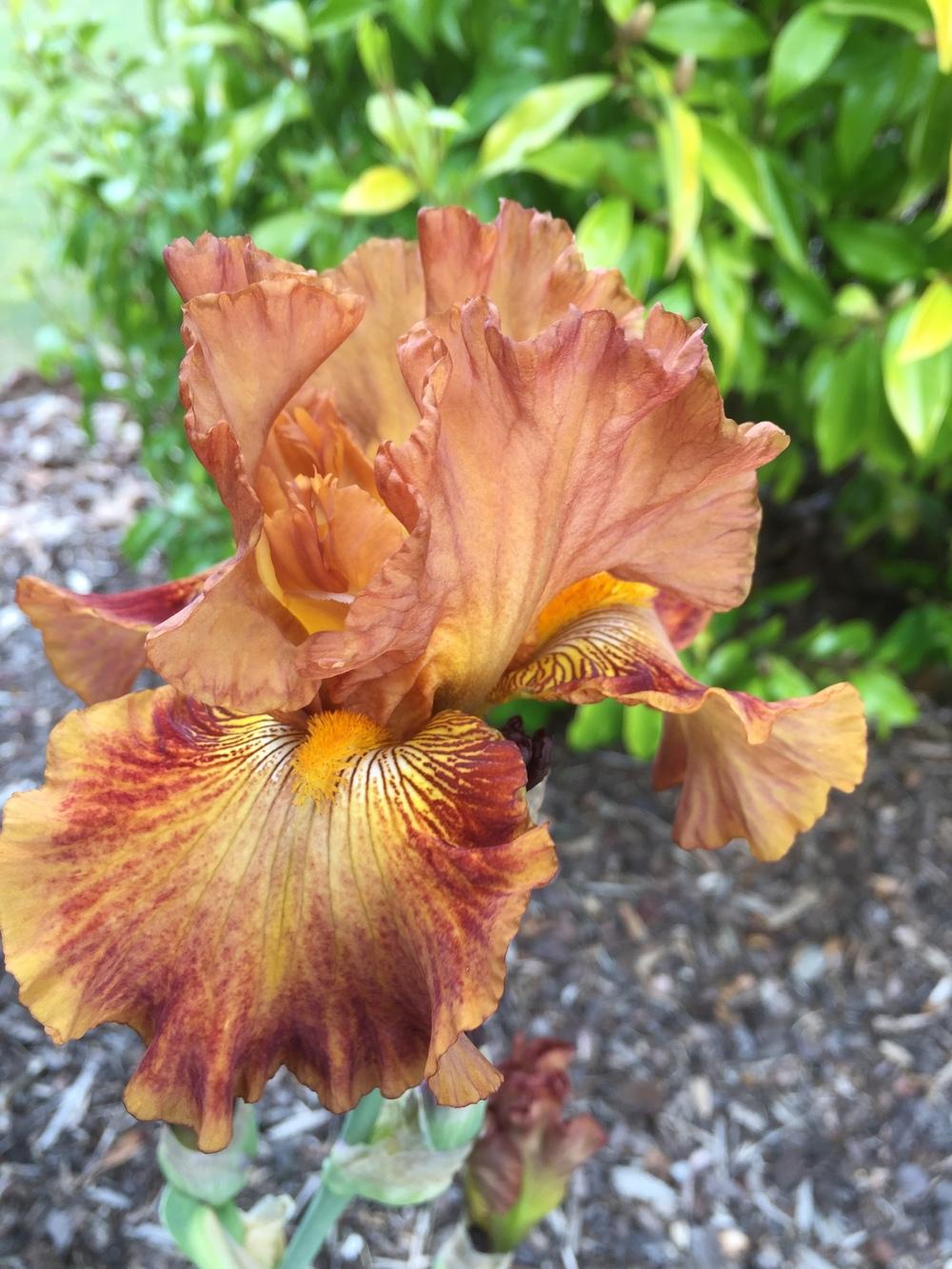 Photo of the bloom of Tall Bearded Iris (Iris 'Classic Suede') posted ...